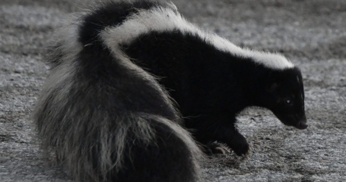 Skunks Are Surprisingly Important in Chicago’s History – NewsmakersLive