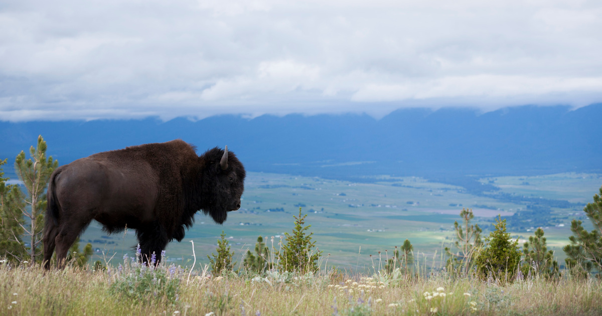 How Giving Native Americans Their Land Back Helps Protect Nature ...