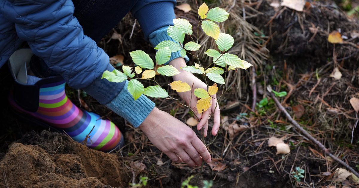 Planting Trees to Offset Emissions Sounds Great, but There’s a Catch ...